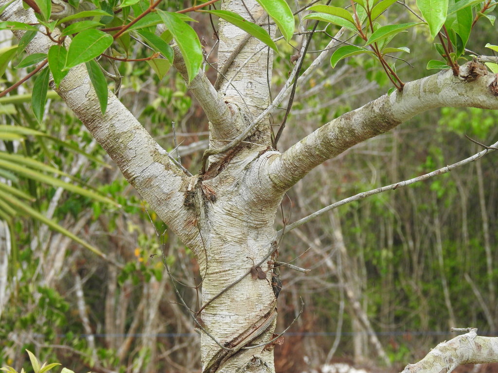 Nance from 92, 77516 Cancún, Q.R., México on April 27, 2019 at 11:54 AM ...