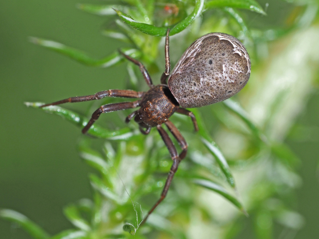 Hewittia gracilis from Greyton Nature Reserve, Greyton, Overberg ...