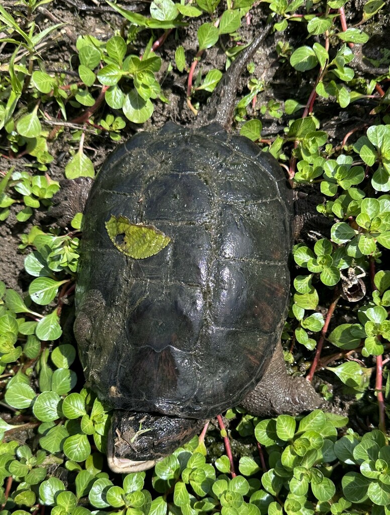 Common Snapping Turtle from Town Creek, N Jefferson St., Athens ...