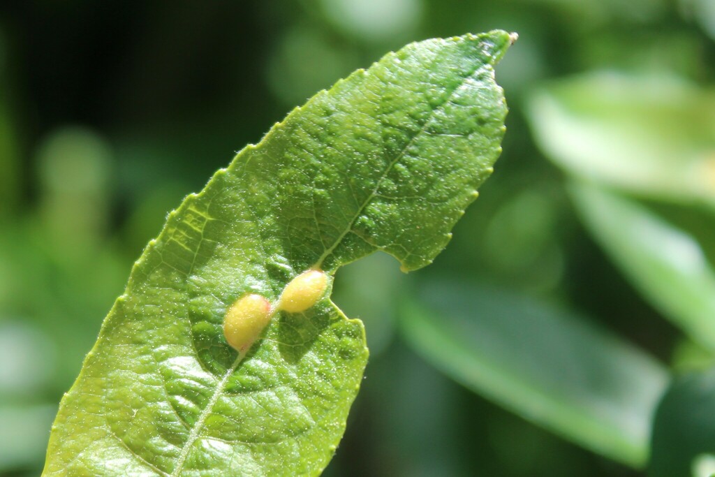 Willow Apple Gall Sawfly from Laguna Trailhead, Fire Lane Tr, Point ...