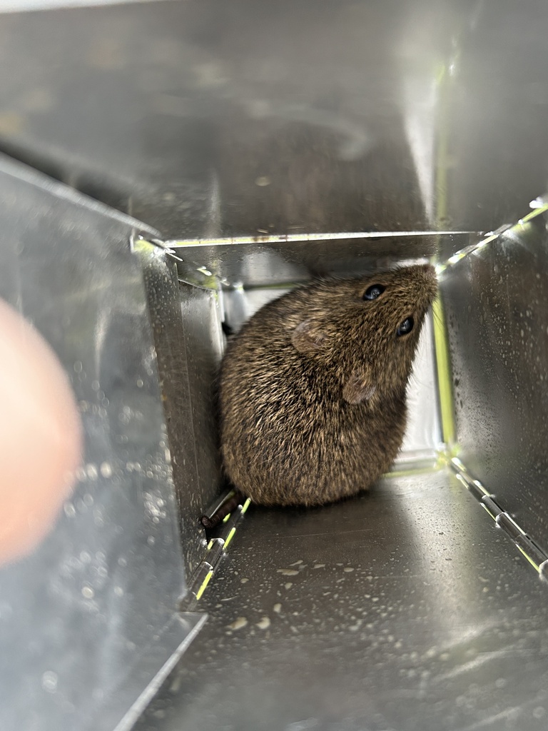 Hispid Cotton Rat from Camp Maxey, Powderly, TX, US on May 22, 2024 at ...