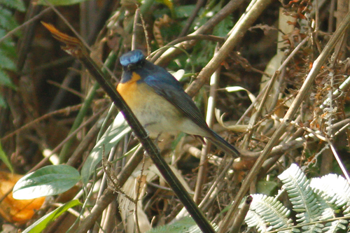 Chinese Blue Flycatcher (Birds of Singapore) · iNaturalist