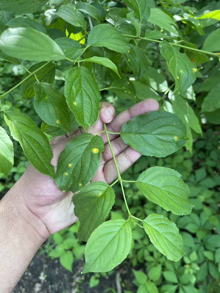 Puccinia coronata from Dunn's Marsh, Madison, WI 53711, USA on May 21 ...