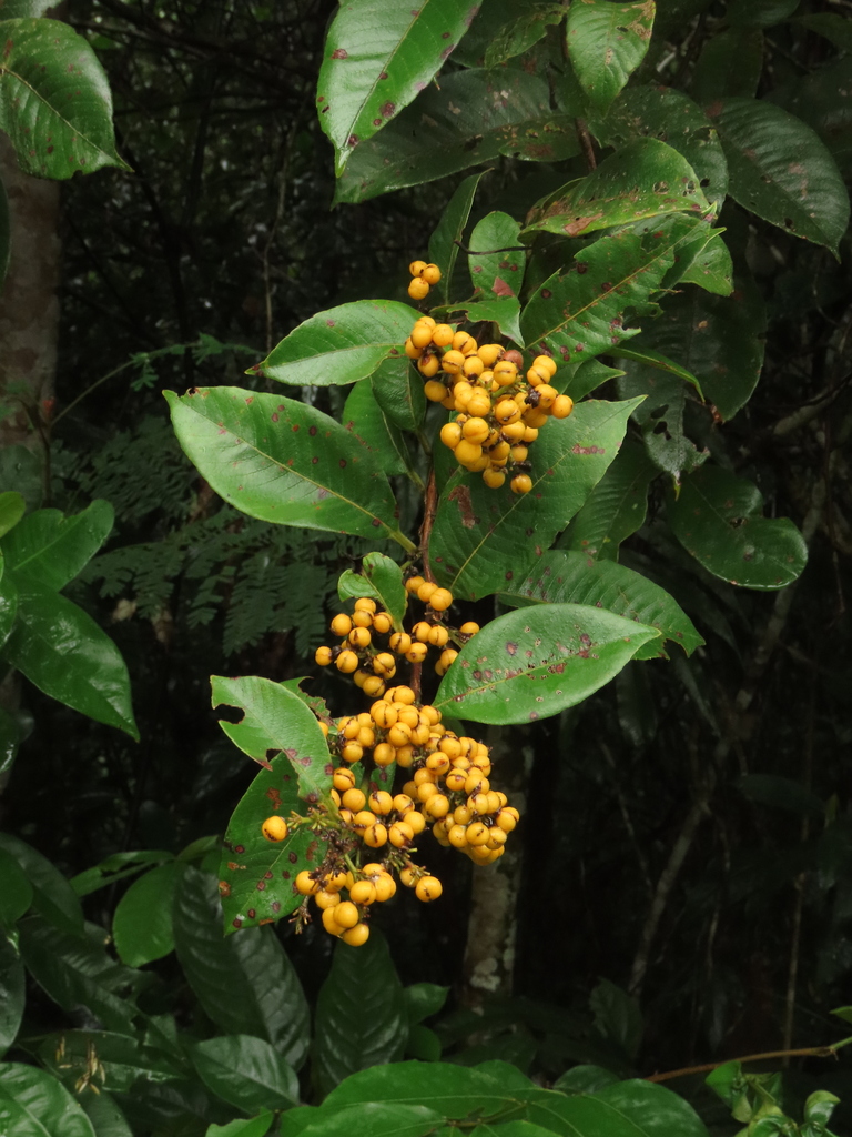 Davilla from Morelia, Caquetá, Colombia on May 8, 2024 at 09:19 AM by ...