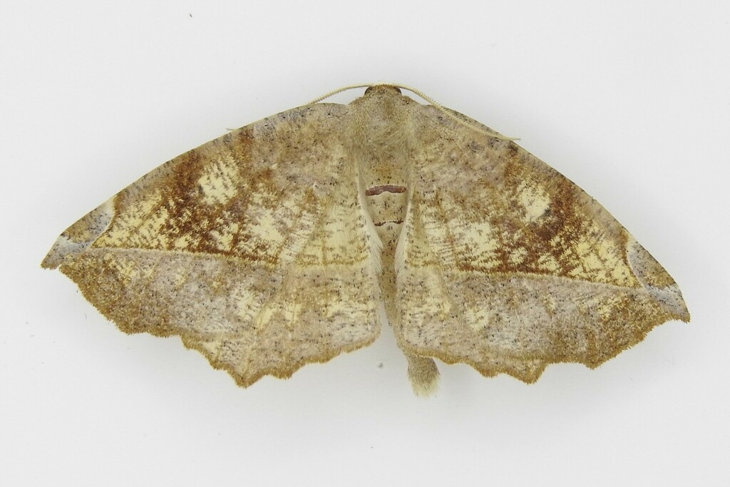 Curved-toothed Geometer Moth from Town of Rockingham, VT, USA on May 22 ...