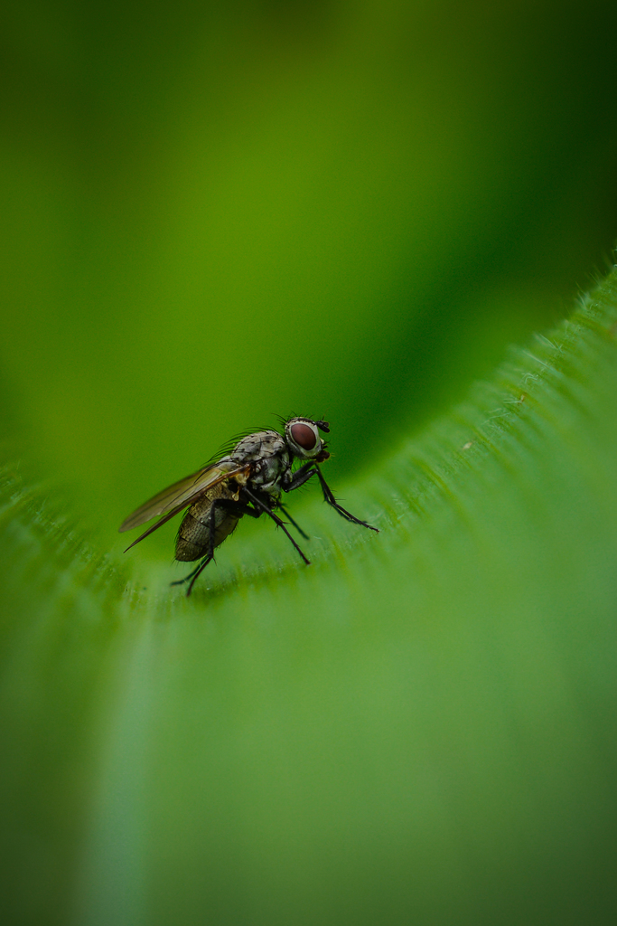 Root-maggot Flies from świdnicki, Polska on June 28, 2018 at 05:01 PM ...