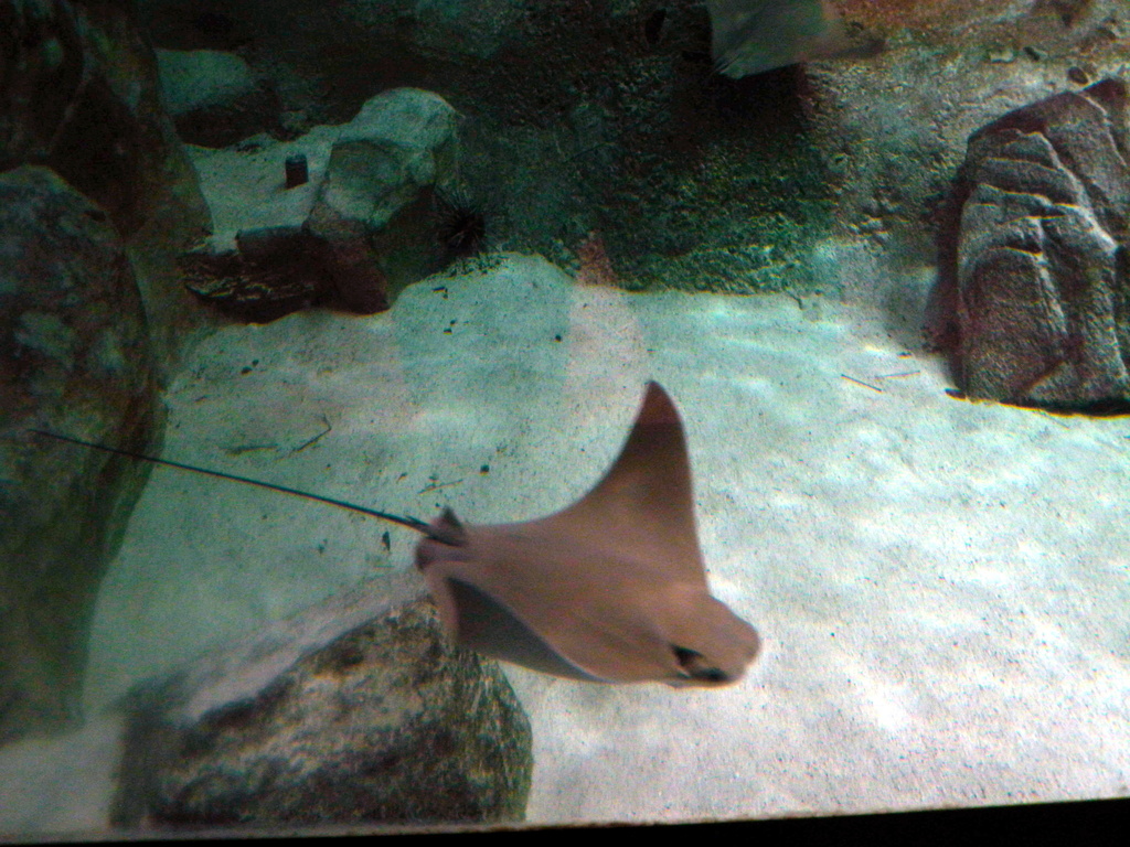 Cownose Ray (Rhinoptera bonasus) - Marine Life Identification