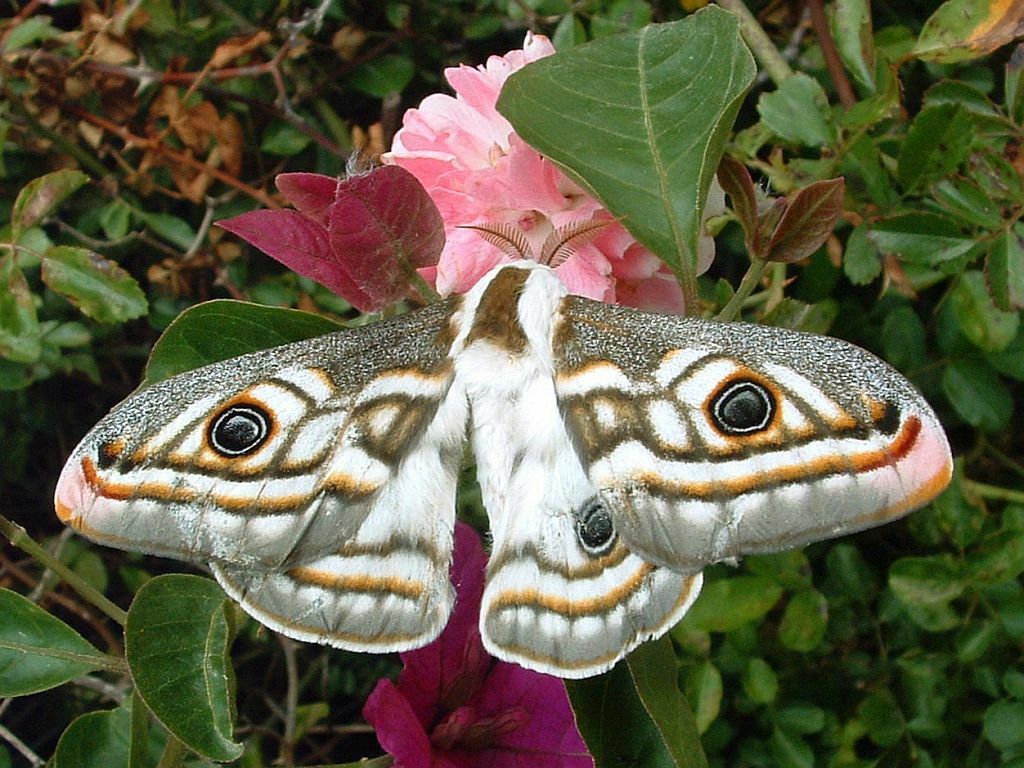 Apollo Marbled Emperor from Houhoek, South Africa on November 30, 2005 ...