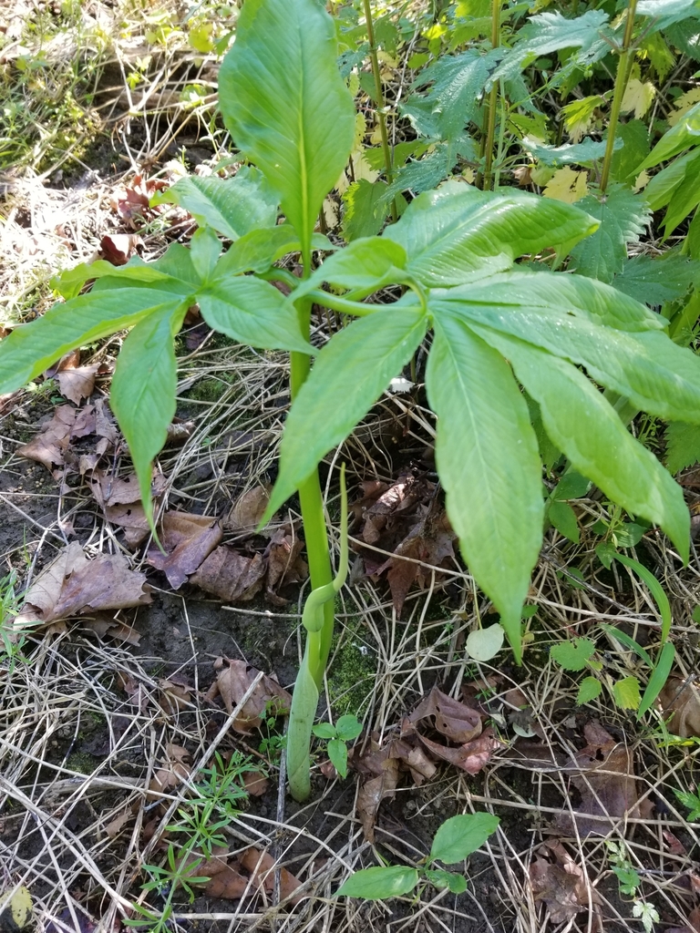 green dragon in May 2024 by Joe Sebastiani · iNaturalist