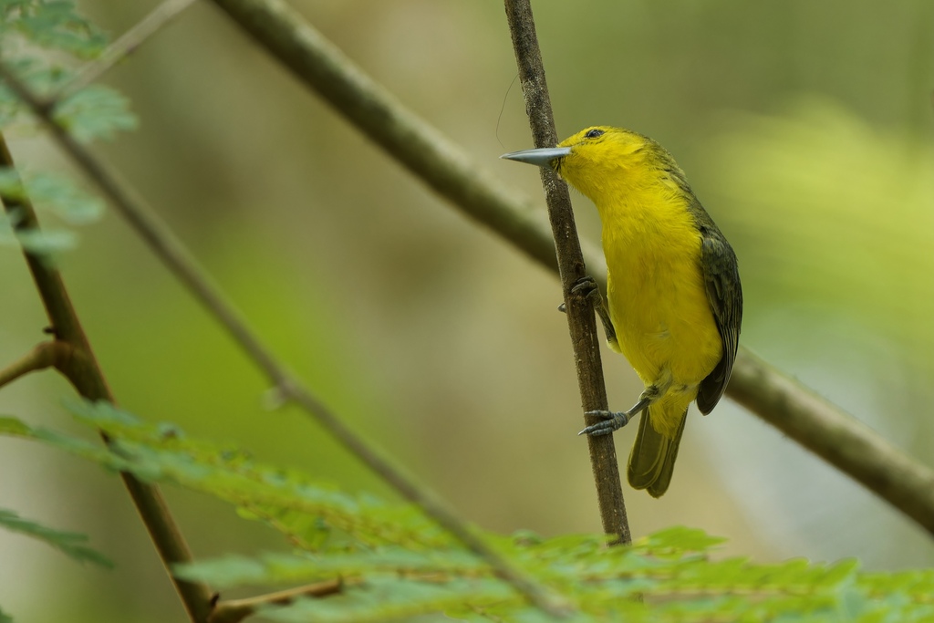 Great Iora from Nong Ya Plong Hot Spring General Area on May 22, 2024 ...