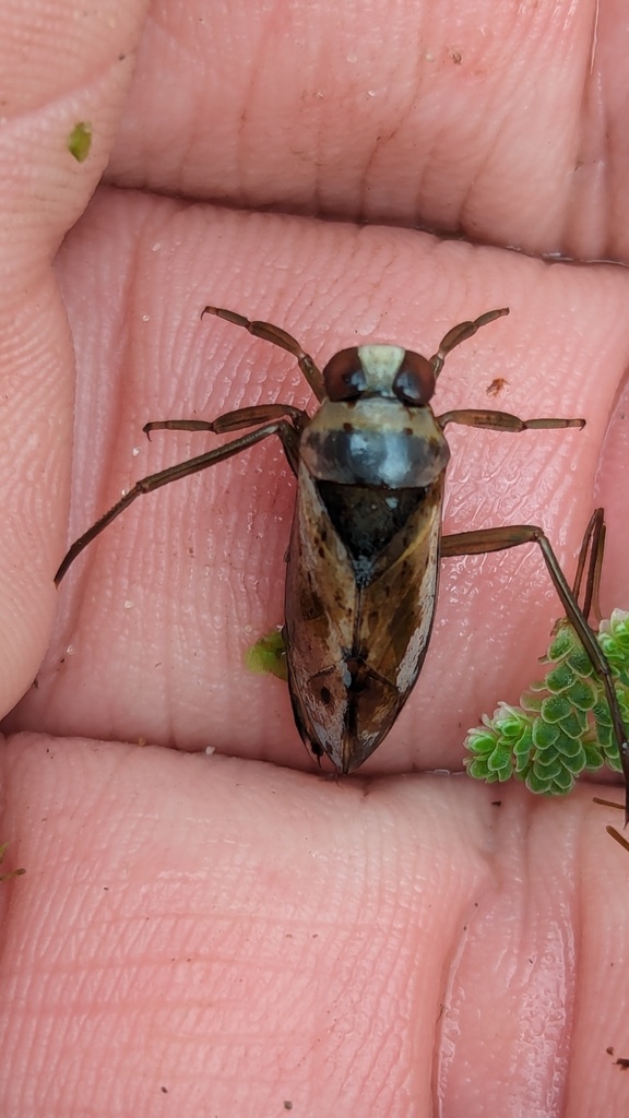 Eurasian Greater Water Boatman from Voorhout, Nederland on May 22, 2024 ...