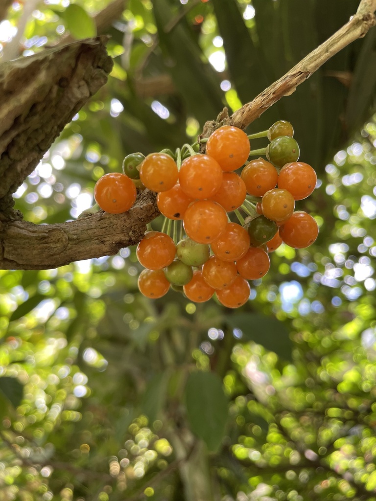 gallinero from Calle Villalobos, San Isidro, Heredia, CR on May 22 ...