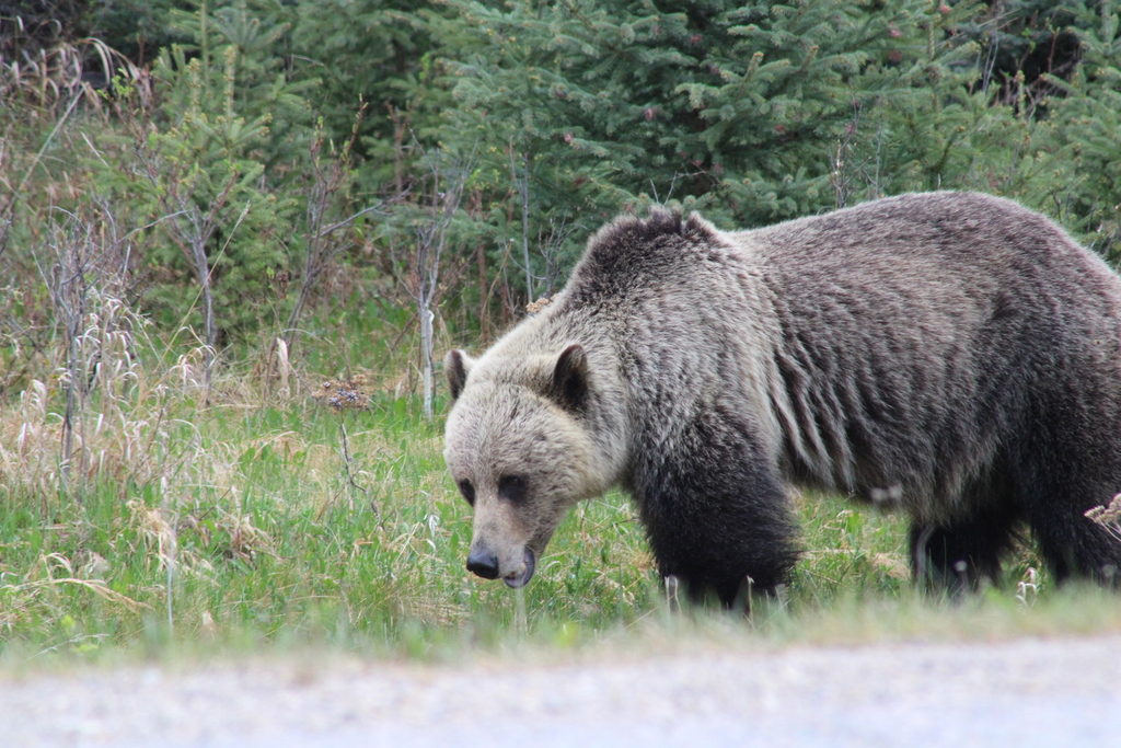 Grizzly Bear in May 2024 by Lee Cornish · iNaturalist