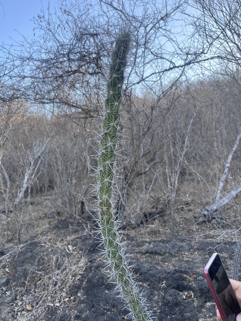 Octopus Cactus in May 2024 by oscar_felix · iNaturalist