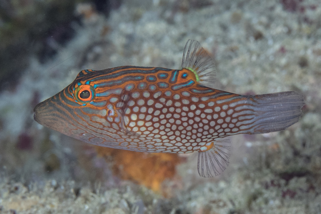 Honeycomb Toby (Fish of the Wet Tropics 2 of 2) · iNaturalist