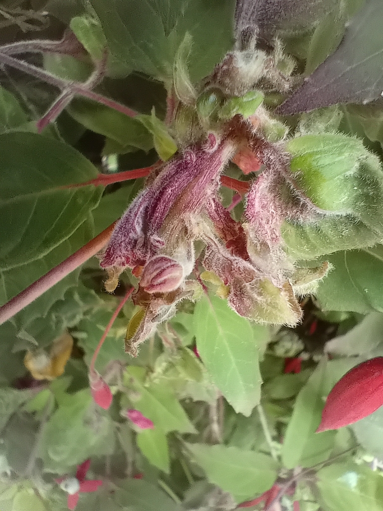 Fuchsia Gall Mite from Guernsey on May 22, 2024 at 02:39 PM by Mark ...