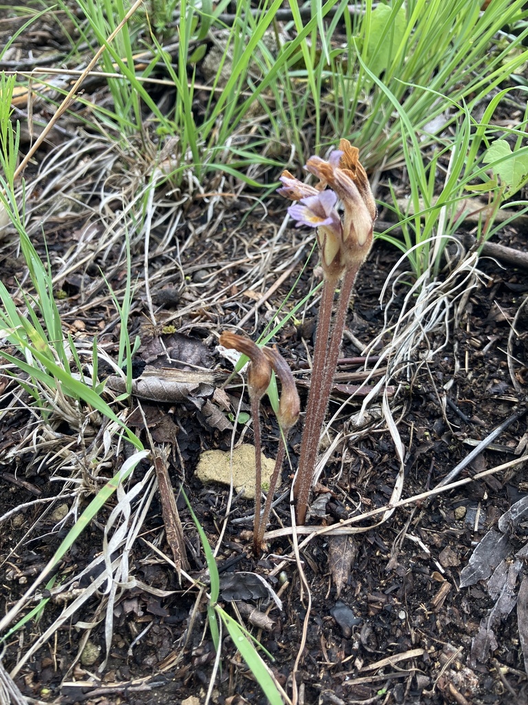 one-flowered cancer-root from CTH-FA, La Crosse, WI, US on May 22, 2024 ...