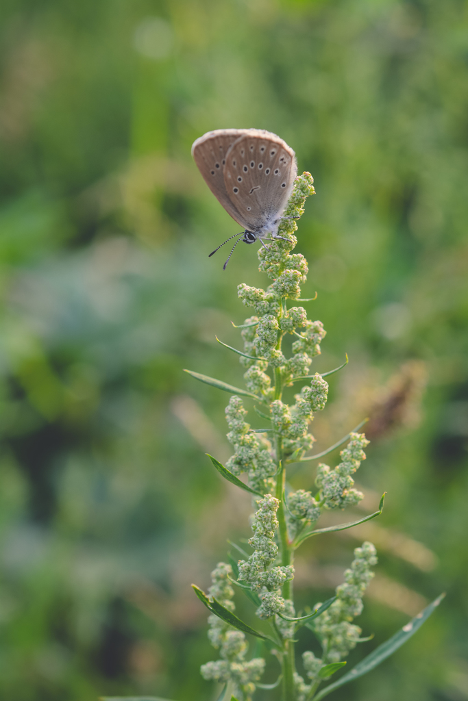 Scarce Large Blue in July 2018 by Adrianna Rafalska · iNaturalist