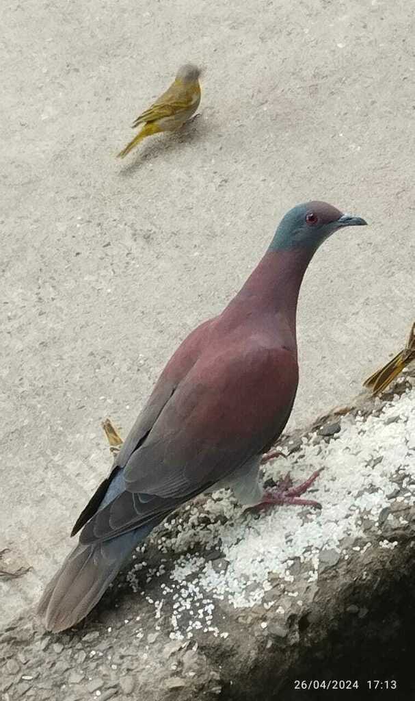 Paloma colorada desde Castilla La Nueva, Meta, Colombia el 08 de mayo ...