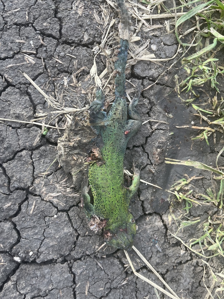 Caspian Green Lizard from Dedoplistskaro-Taribana, Tiflis, GE on May 22 ...