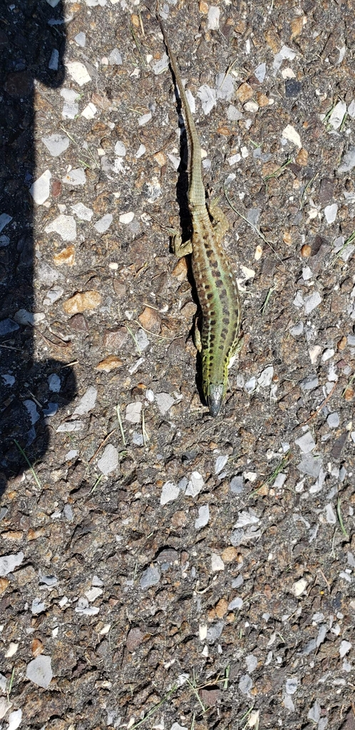 Italian Wall Lizard from Mt Laurel Township, NJ 08054, USA on May 21 ...