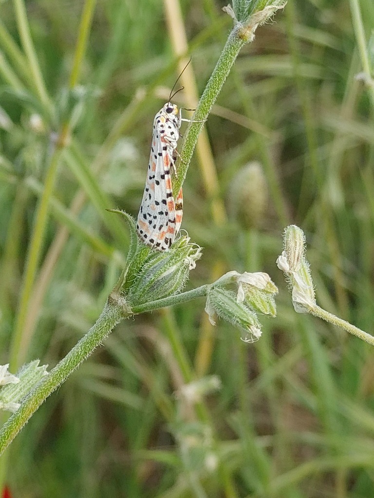 Crimson-speckled Flunkey from North Aegean Region, Greece on April 22 ...