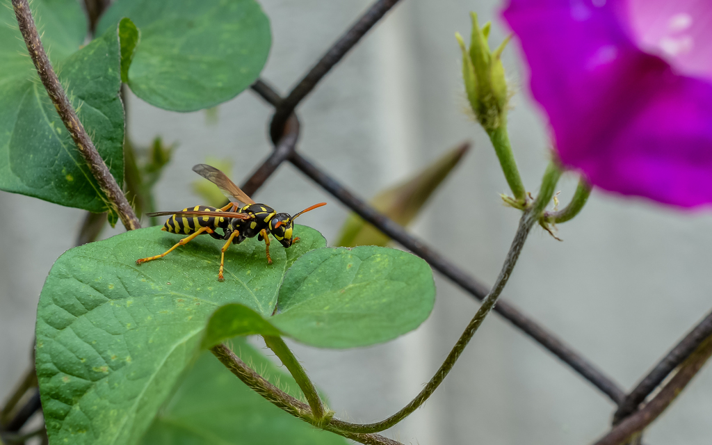 European Paper Wasp in July 2018 by Adrianna Rafalska · iNaturalist