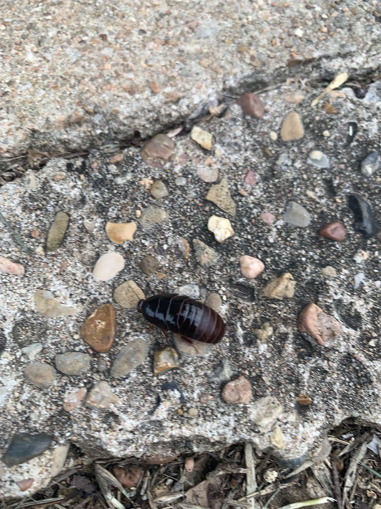 Pycnoscelus in May 2024 by alexobservations · iNaturalist