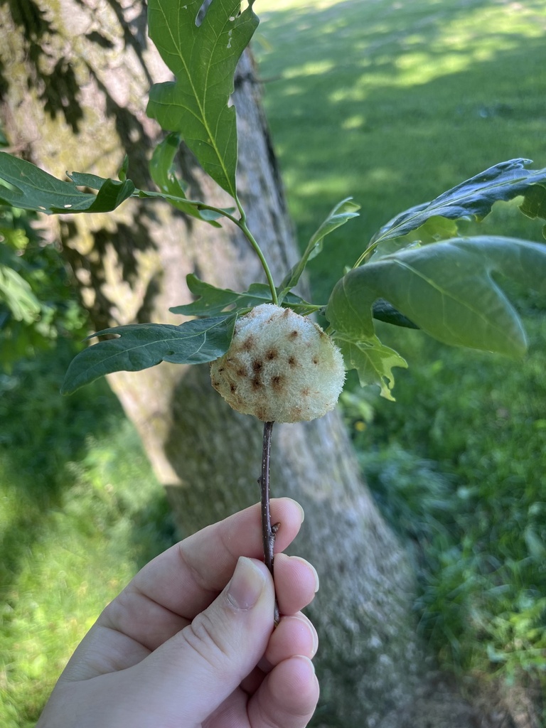 Wool Sower Gall Wasp from Scott Park, Iowa City, IA, US on May 22, 2024 ...