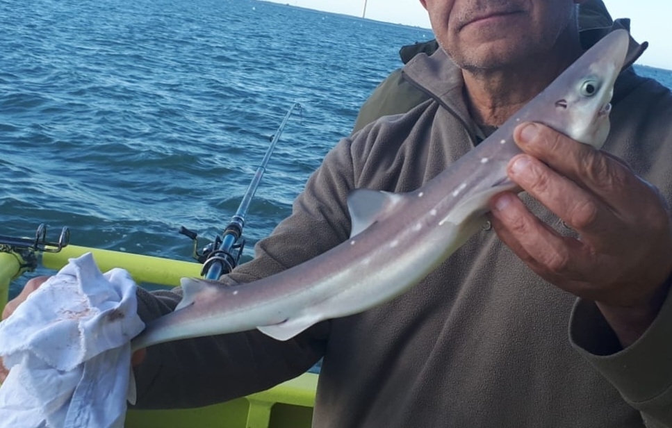 White-spotted Dogfish in May 2024 by pevel65. Catch & release · iNaturalist