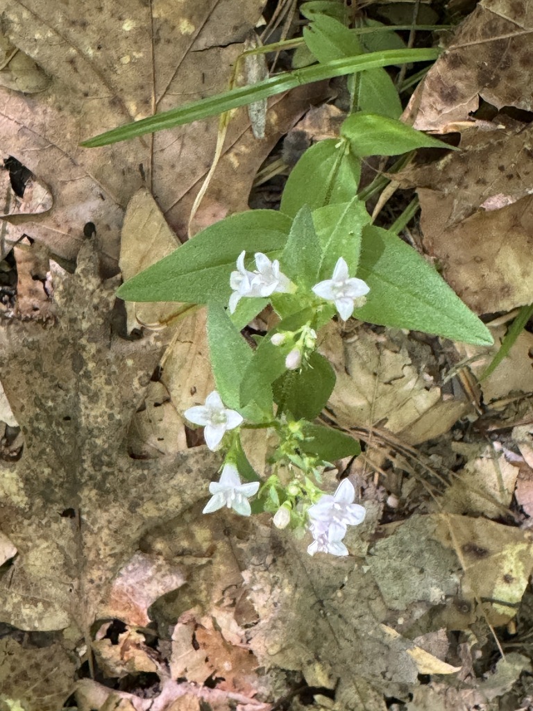 summer bluet from Lancaster County, VA, USA on May 21, 2024 at 03:59 PM ...