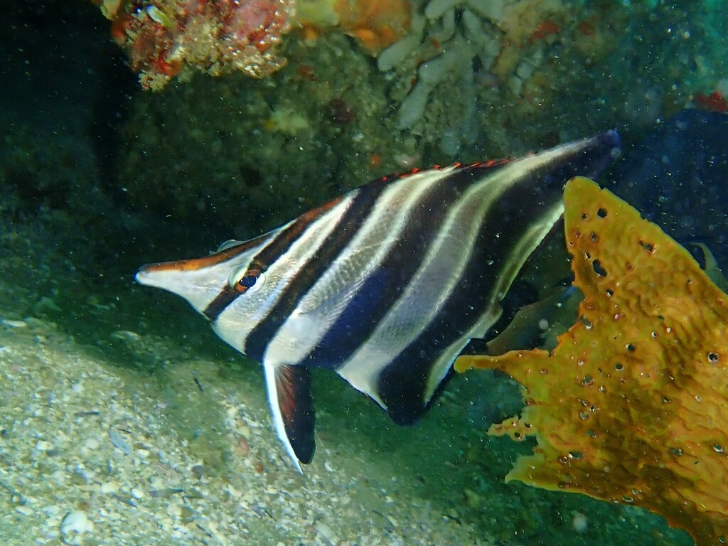 Western Talma from 276 W Coast Dr, North Beach WA 6020, Australia on ...