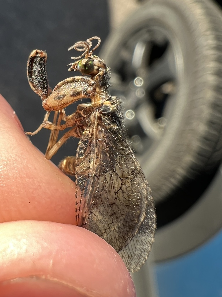Plega from Big Bend National Park, Alpine, TX, US on May 19, 2024 at 06 ...