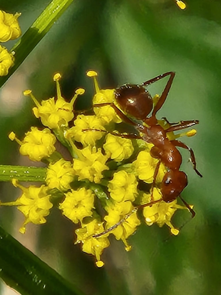 pallidefulva-group Field Ants from Branchburg, NJ 08876, USA on May 22 ...
