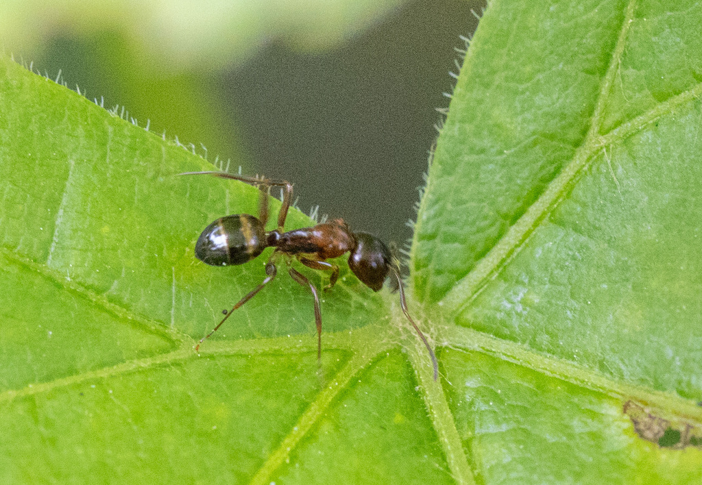 Bearded Carpenter ant from Centerville, OH, USA on May 22, 2024 at 12: ...