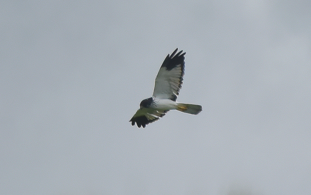 Réunion Harrier in March 2017 by CORDENOS Thierry · iNaturalist