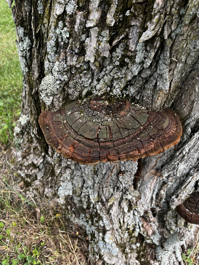 Cracked Cap Polypore from The Pines Country Club, Morgantown, WV, US on ...