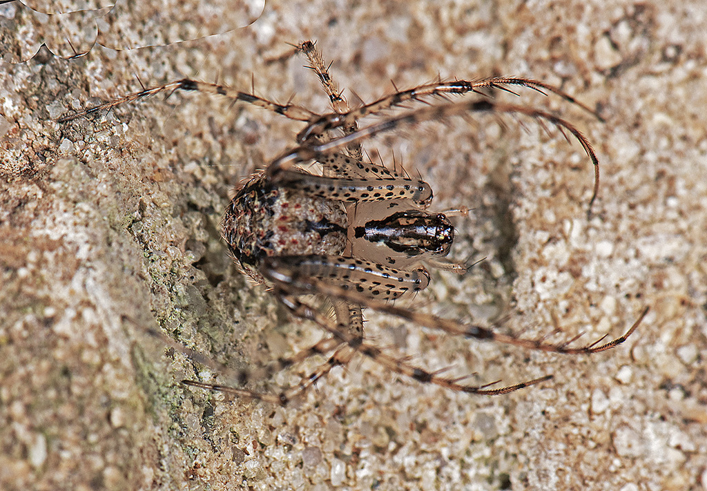 Common Pirate Spider from Canyon Lake, TX, USA on May 21, 2024 at 10:36 ...