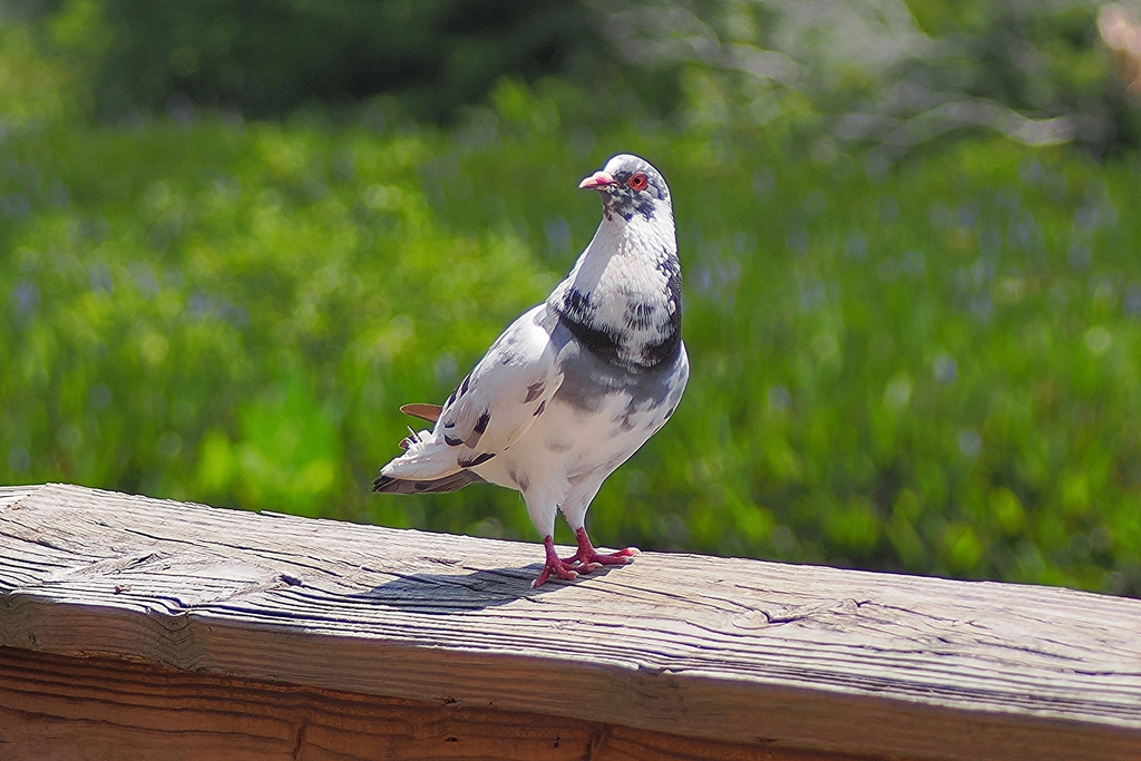 Feral Pigeon from High Ridge Natural Scrub Area 7300 High Ridge Road ...