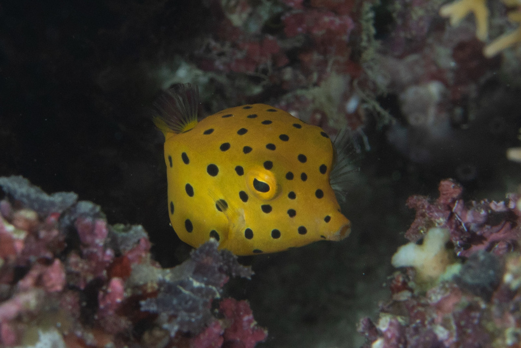 Yellow Boxfish from Florida Islands, Solomon Islands on April 25, 2019 ...