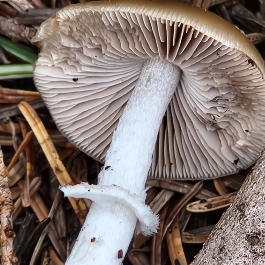 Psathyrella ellenae yubaensis in May 2024 by Ngail. Silky white stipes ...