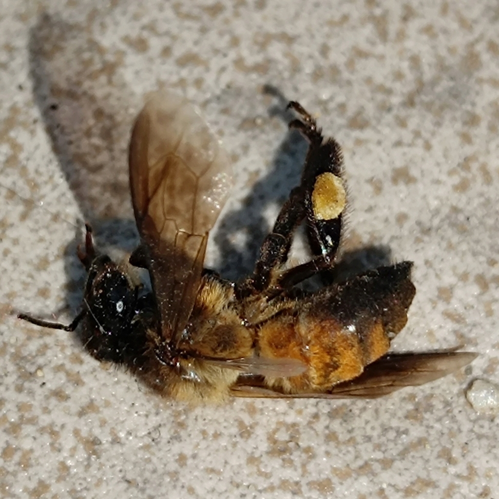 Giant Honey Bee in May 2024 by Sutthikhun Phaengphongsai · iNaturalist