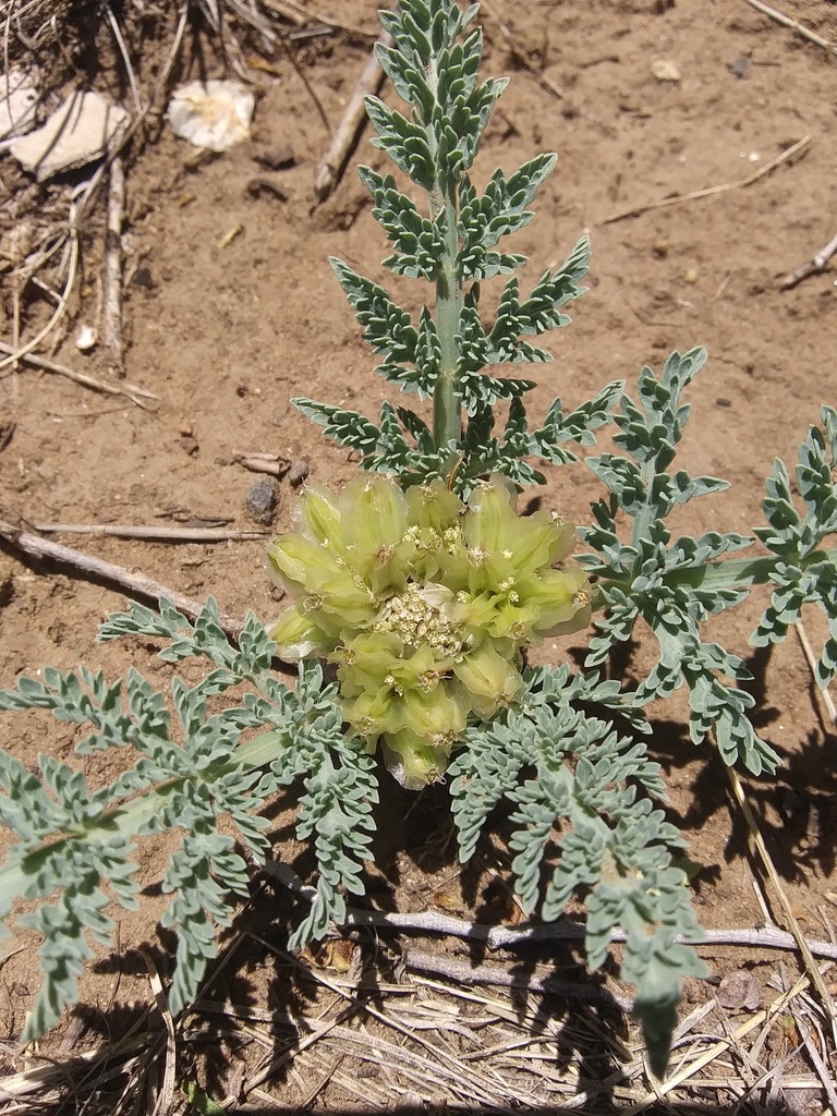 mountain springparsley in May 2024 by turky370 · iNaturalist