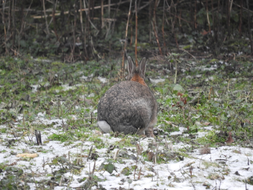 European Rabbit from Trappes, France on January 12, 2024 at 03:16 PM by ...