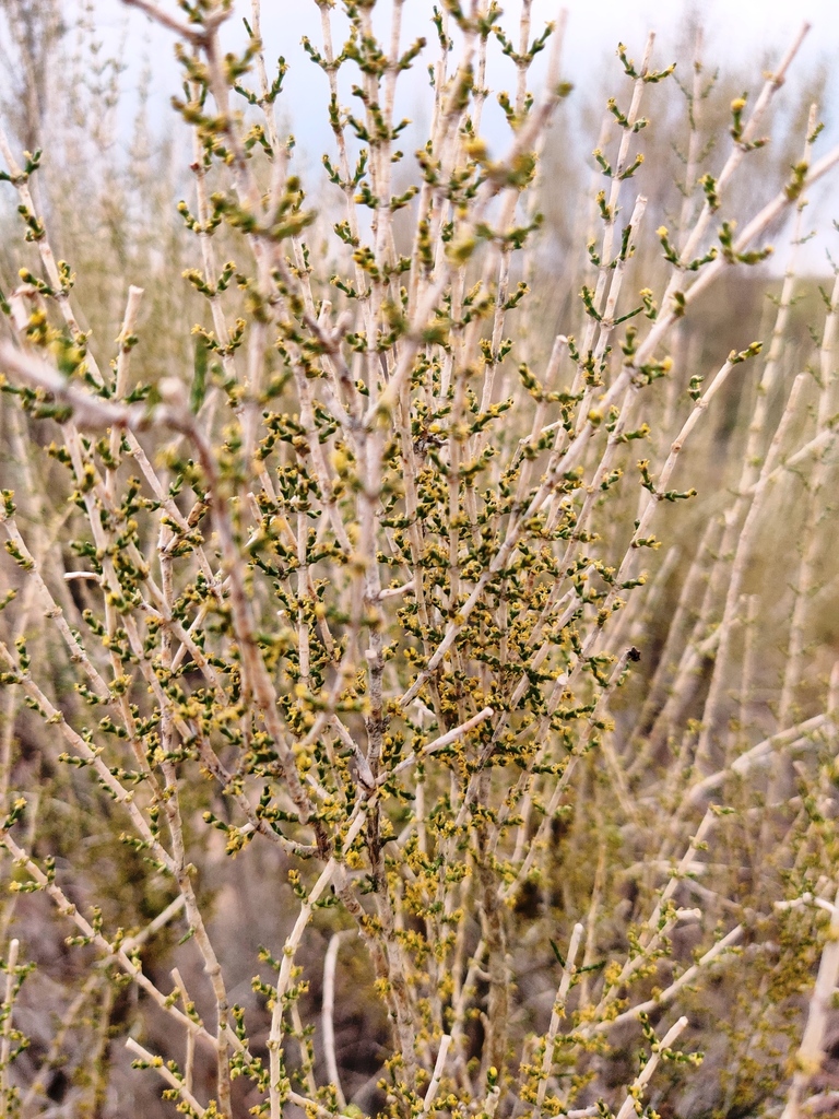 Haloxylon persicum from Сузакский район, Казахстан on April 24, 2024 at ...