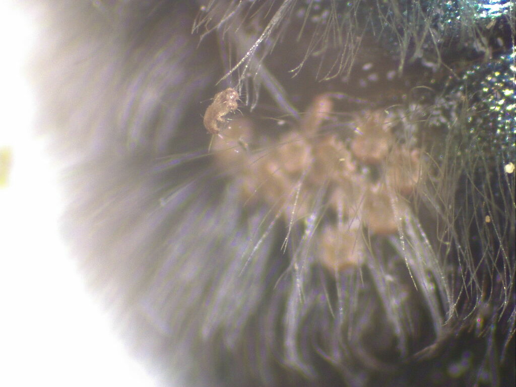 Mites and Ticks from University District, Spokane, WA, USA on May 10 ...