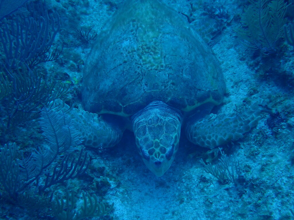 Loggerhead Sea Turtle in May 2024 by spirula. 2-7m Massive turtle ...