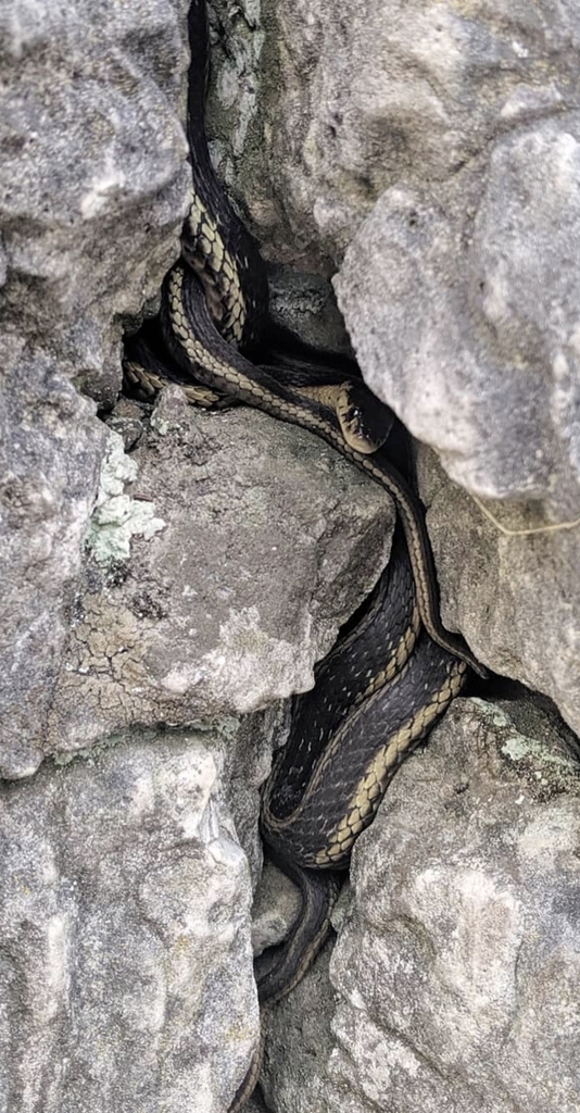Common Garter Snake from Baileys Harbor, WI, USA by Phini Khera ...