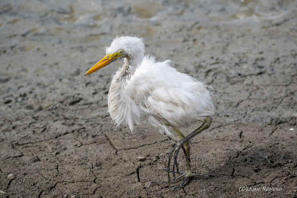 Great Egret from Guayaquil, Ecuador on May 7, 2024 at 02:30 PM by ...