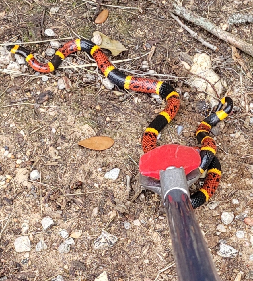 Texas Coralsnake from Brown County, TX, USA on May 21, 2024 at 10:57 AM ...